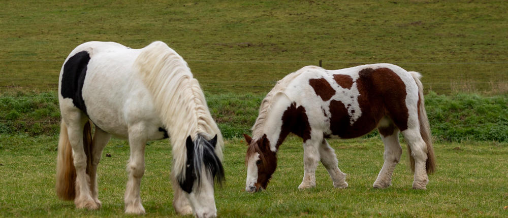 Global equestrian qualification standards prioritise equine welfare and ...