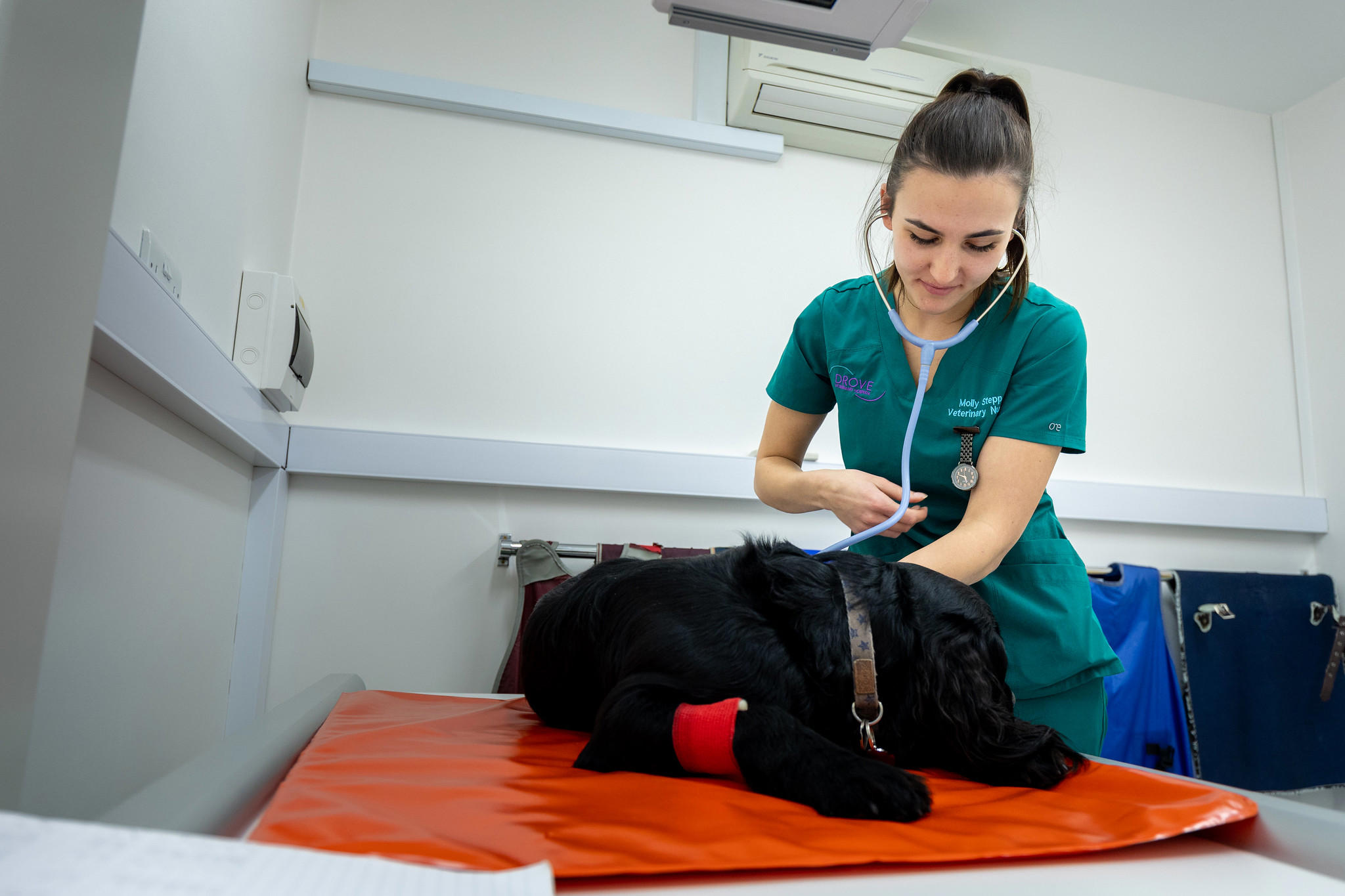 Veterinary Nursing success stories | Hartpury University